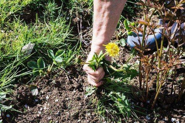 20 Common Garden Weeds Found In The UK | Garden Junkie