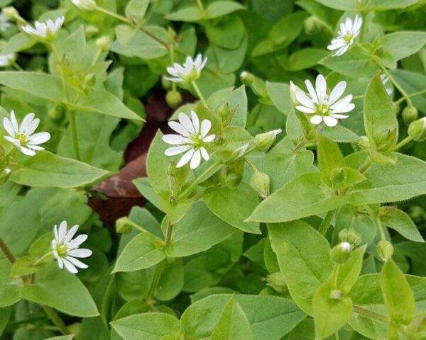 20 Common Garden Weeds Found In The UK | Garden Junkie