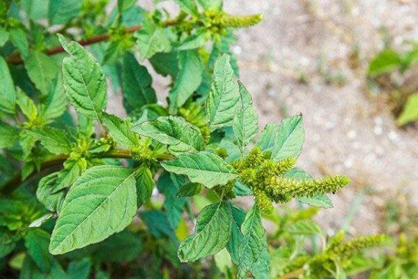 20 Common Garden Weeds Found In The UK | Garden Junkie