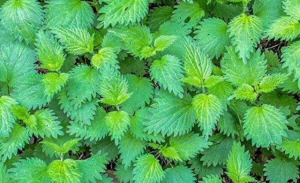 20 Common Garden Weeds Found In The UK | Garden Junkie