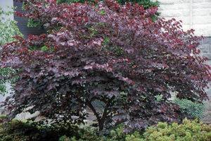 15 Best Trees For Small Gardens | Garden Junkie