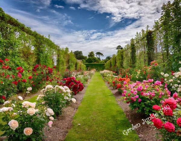 18 Different Types Of Roses That Can Enhance Your Garden | Garden Junkie