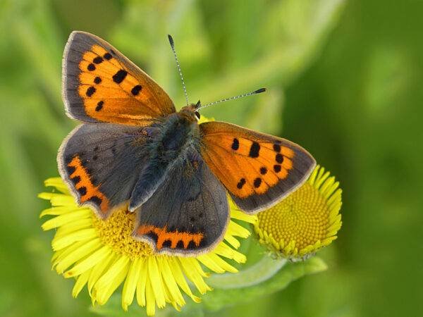 10 Most Common Butterflies In The UK | Garden Junkie