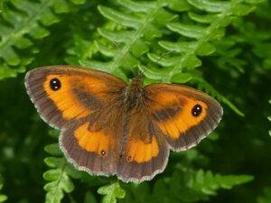 10 Most Common Butterflies In The UK | Garden Junkie
