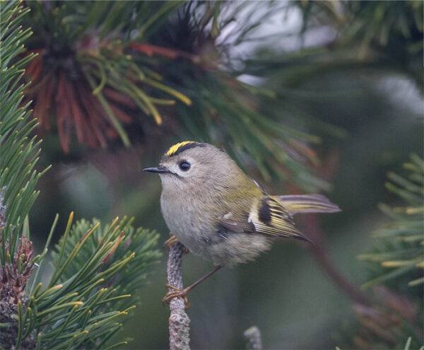 20 British Garden Birds Identification: A Beginner's Guide | Garden Junkie