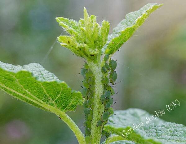 How To Grow Beetroot In Pots: A Comprehensive Guide For Beginners ...