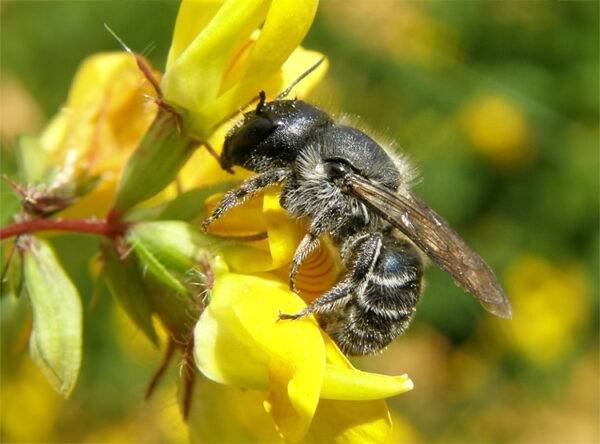 Common Blue Mason Bee | Garden Junkie