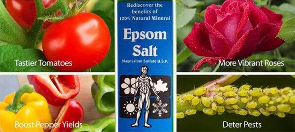 How To Use Epsom Salts For Plants | Garden Junkie