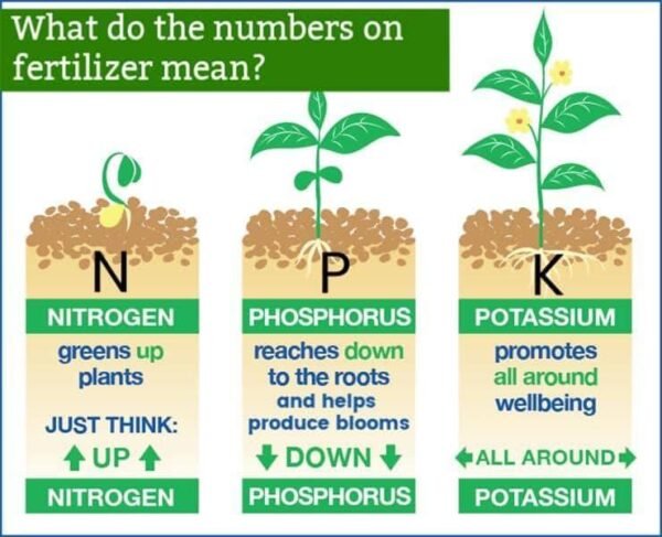 3 Key Nutrients For Plants: NPK Explained | Garden Junkie