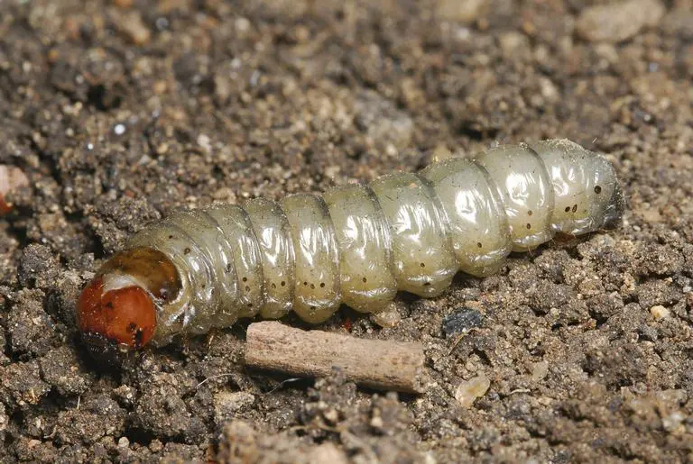Cutworms: Identify, Prevention And Control | Garden Junkie