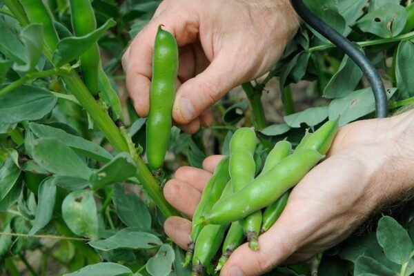 How To Grow Broad Beans In Pots: A Comprehensive Guide For Beginners ...
