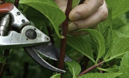 How To Take Cuttings From Plants | Garden Junkie